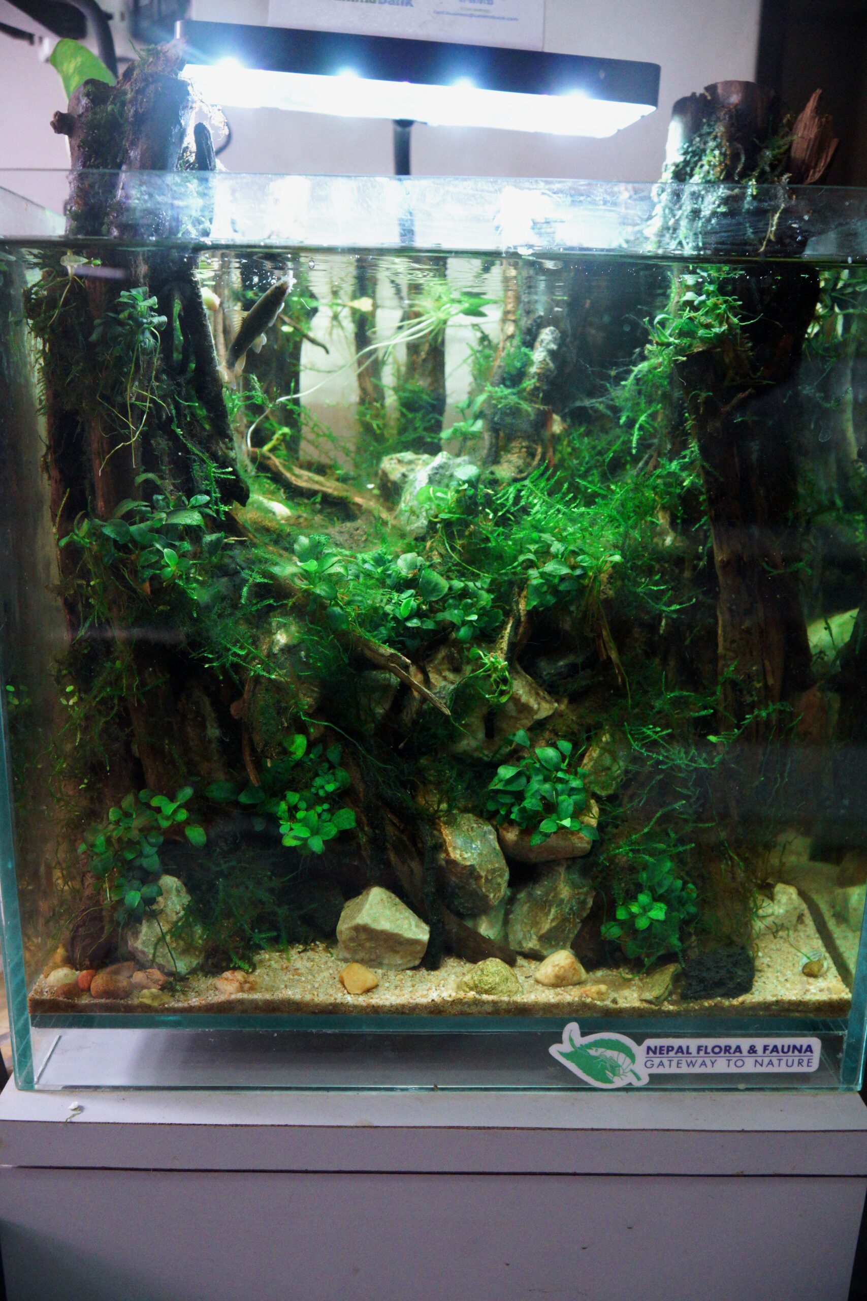 Jungle Aquascape 1 - Nepal Flora and Fauna